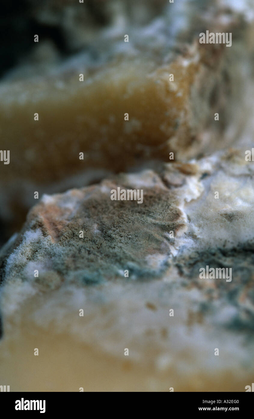 Bacterial transformation hi-res stock photography and images - Alamy