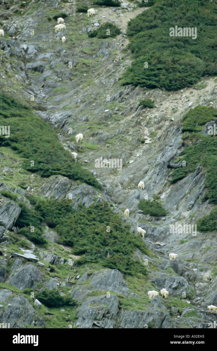 Mountain goats in alpine Danny Moore Basin Babine Mountains Provincial ...