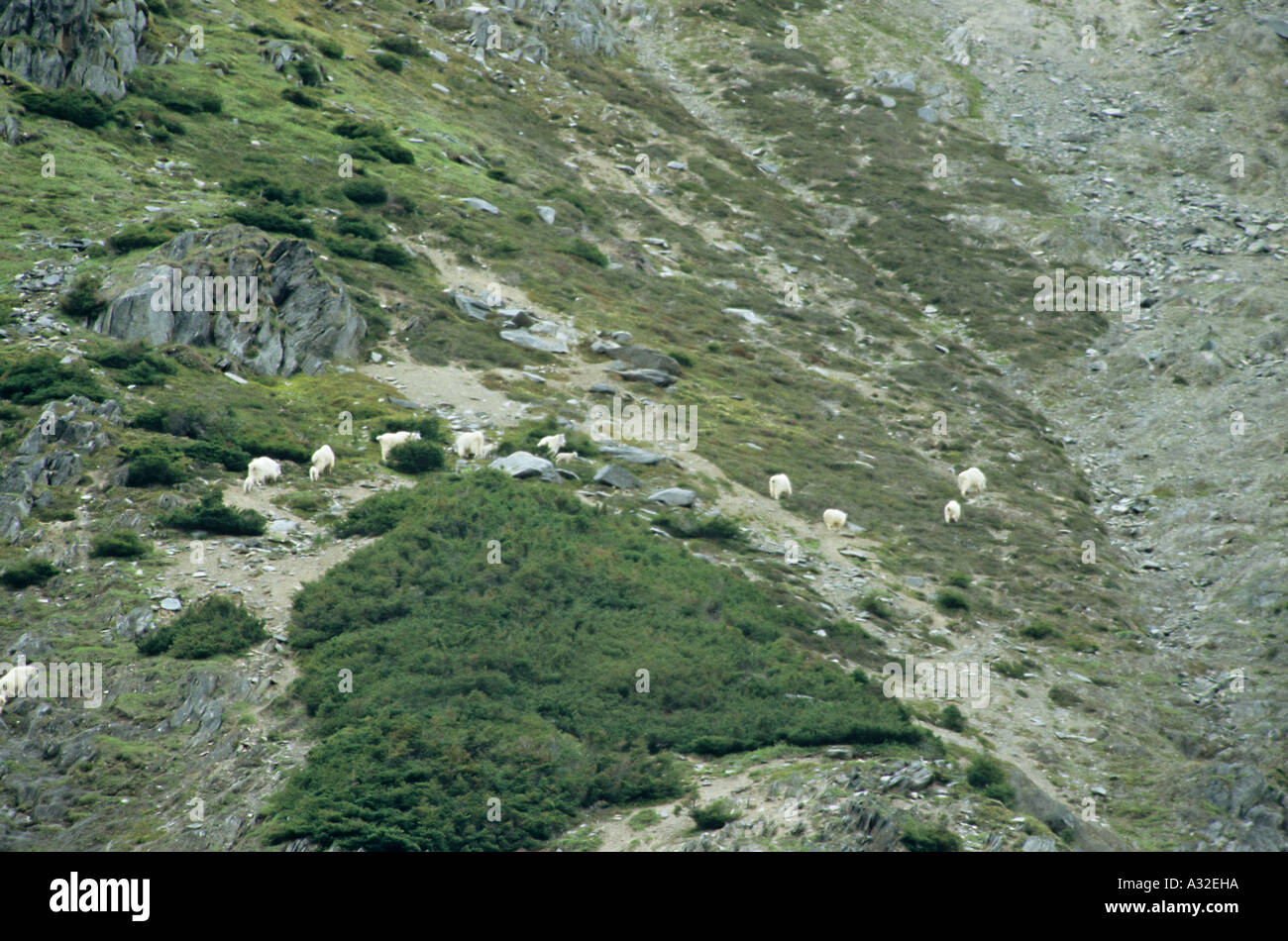 Mountain goats in alpine Danny Moore Basin Babine Mountains Provincial ...