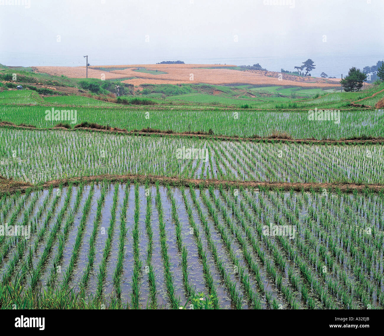 Ridge between rice fields hi-res stock photography and images - Alamy