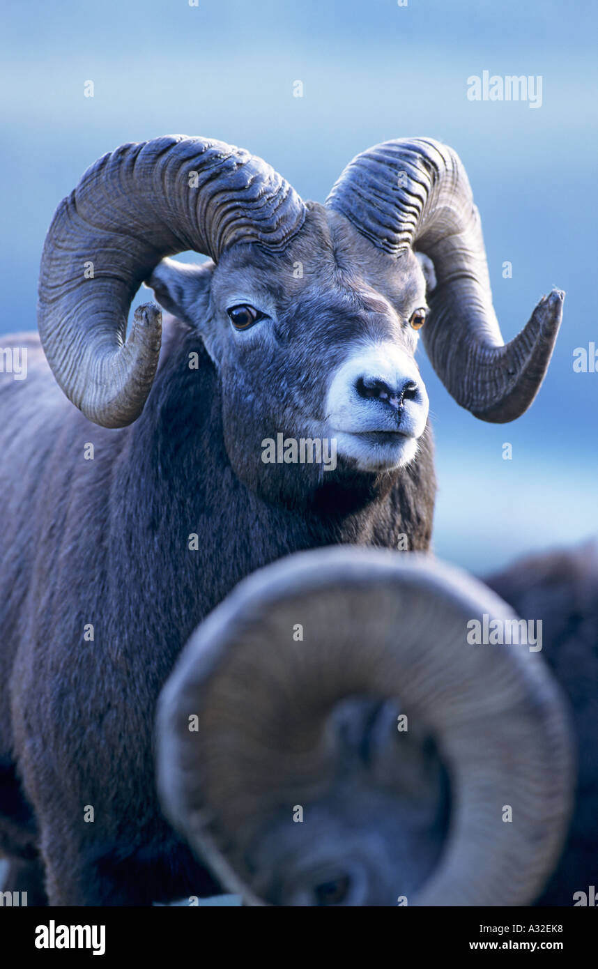 Rocky Mountain Bighorn Sheep rams Jasper National Park Alberta Stock ...
