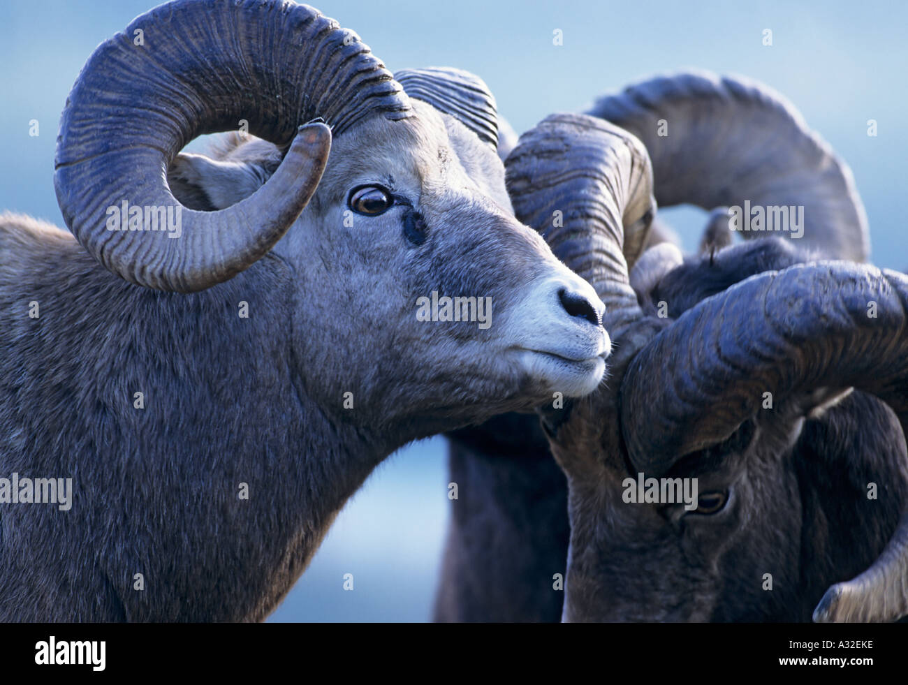 Rocky Mountain Bighorn Sheep rams Jasper National Park Alberta Stock ...