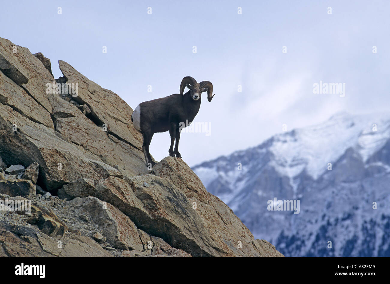 Rocky Mountain Bighorn sheep ram Jasper National Park Alberta Stock ...