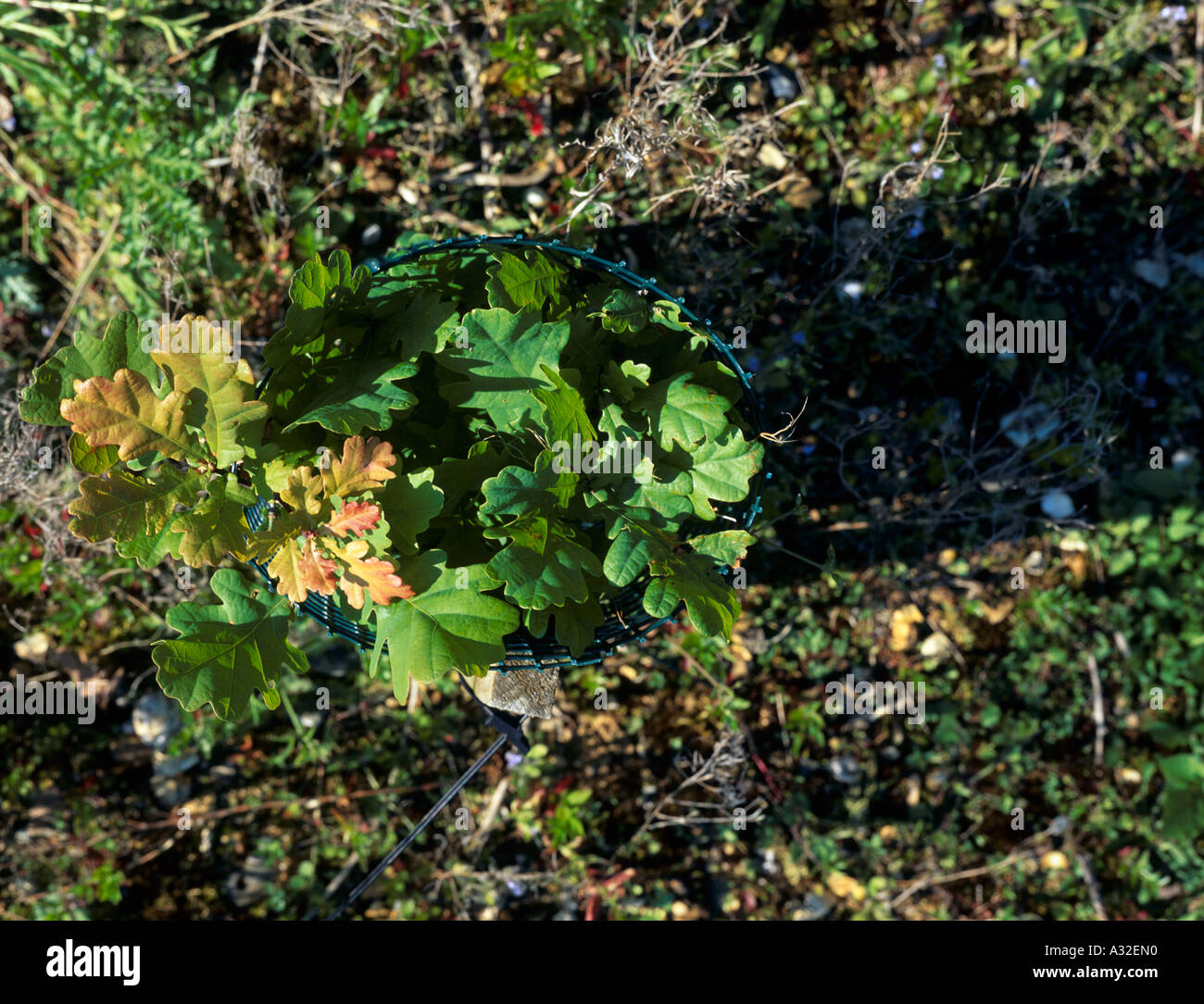 Overview of planted oak tree in tube Hertfordshire Stock Photo - Alamy