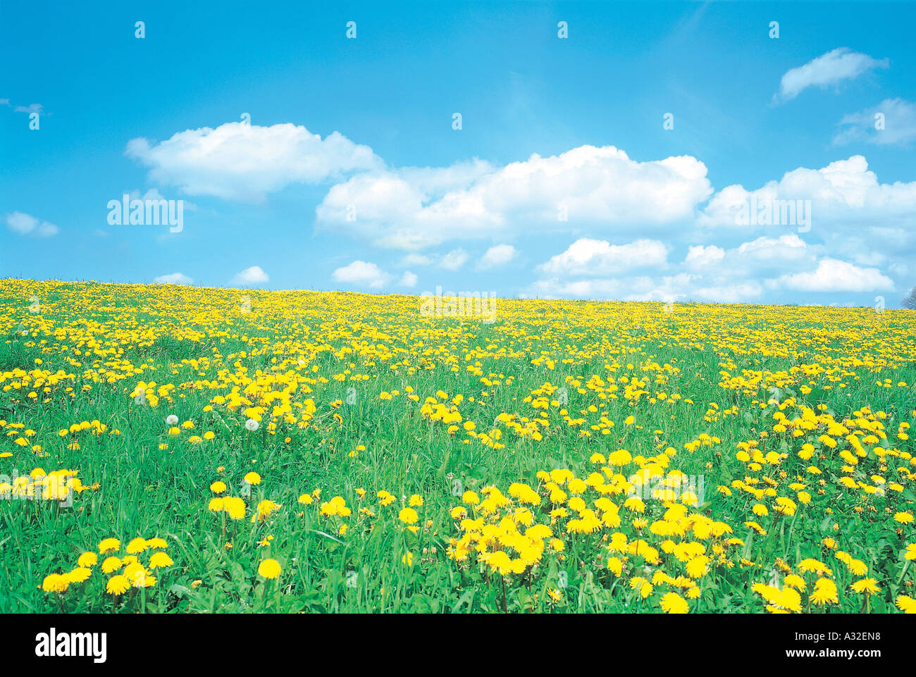 Dandelions spread out in the grassland Stock Photo - Alamy