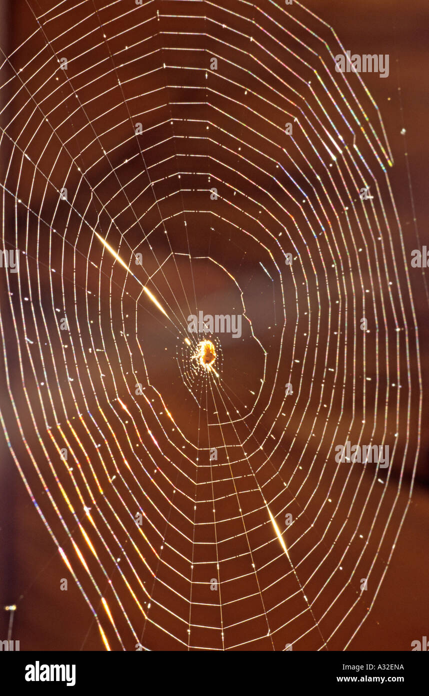 Bc spider hi-res stock photography and images - Alamy