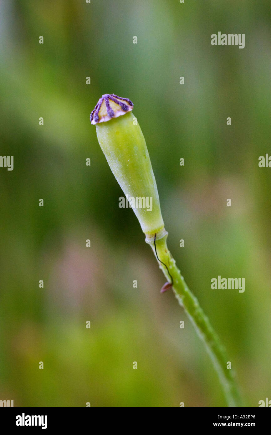 green poppy fruit Stock Photo - Alamy