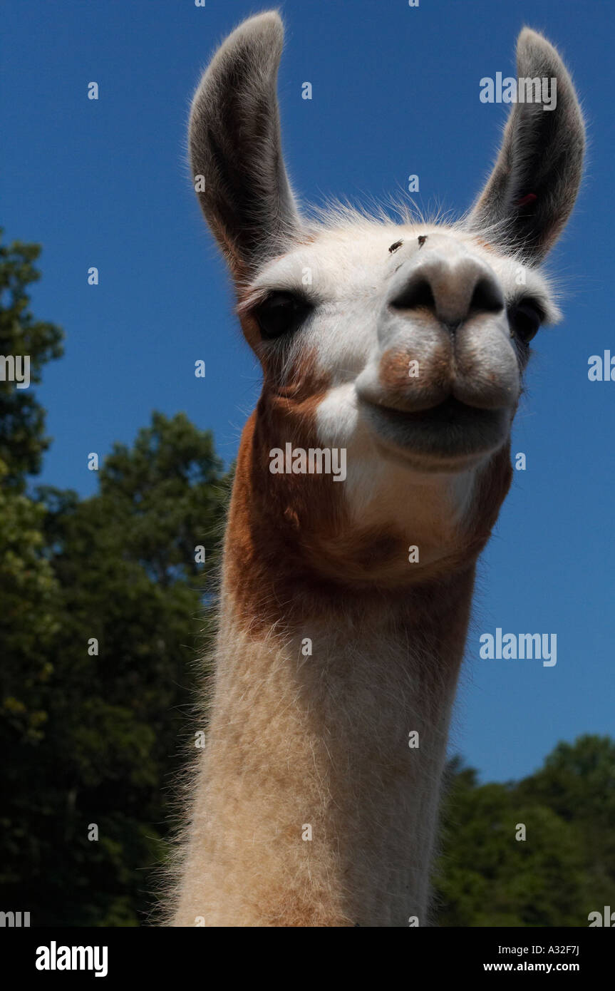 A picture of a llama up close Stock Photo - Alamy
