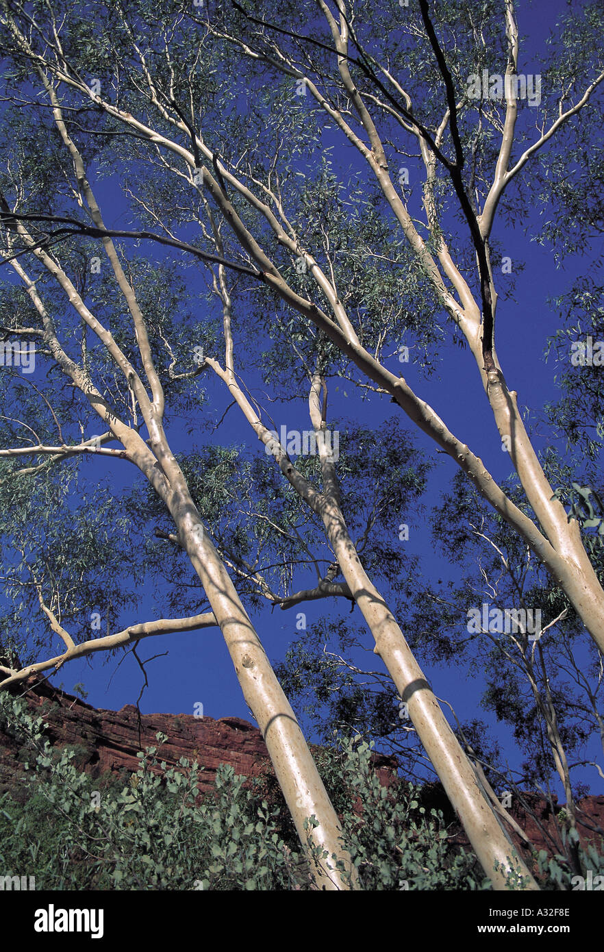 White Gum Trees Stock Photo - Alamy