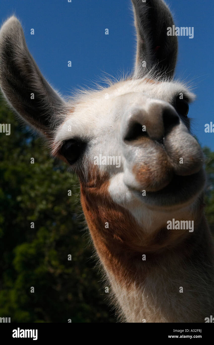 A picture of a llama up close Stock Photo - Alamy