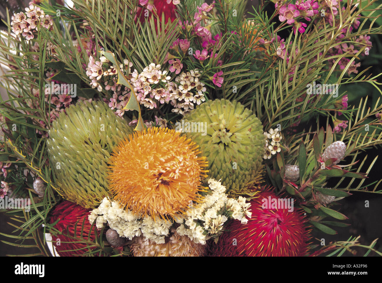 Australian native plants hi-res stock photography and images - Alamy