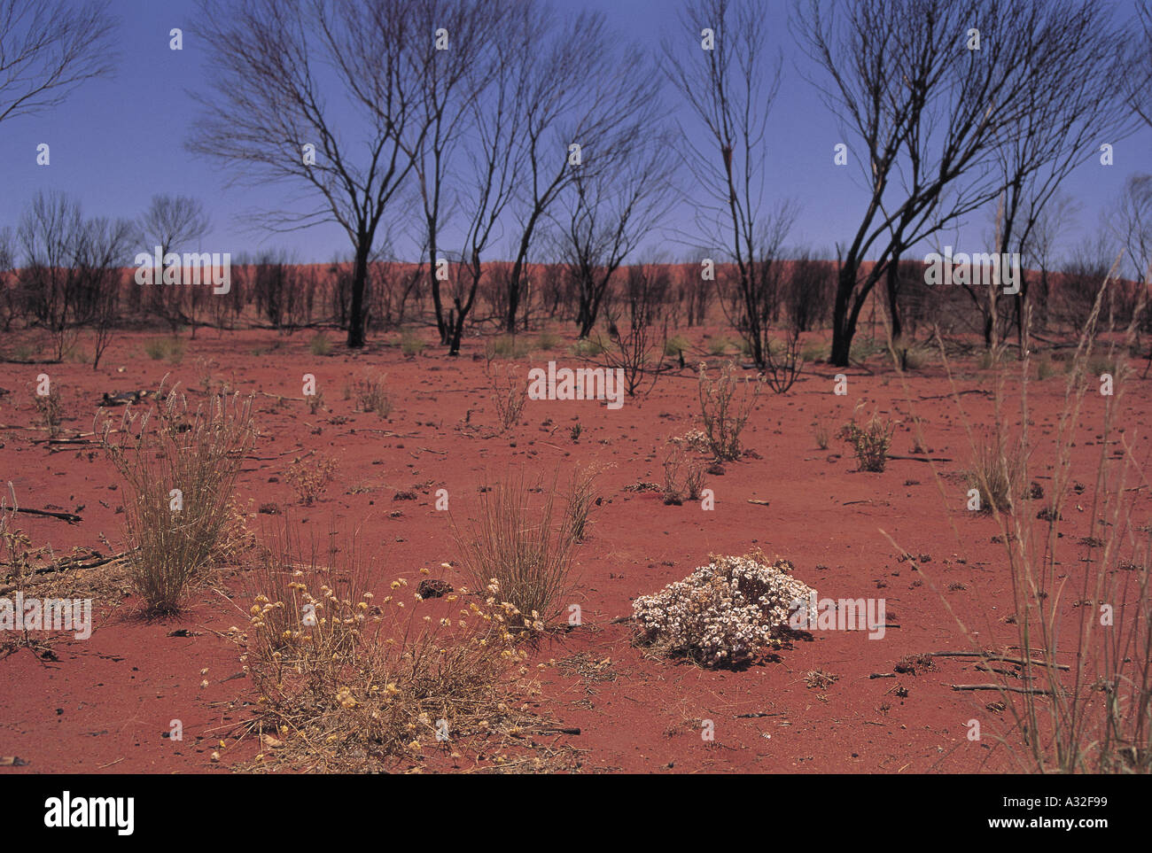 Simpson desert northern territory hi-res stock photography and images ...