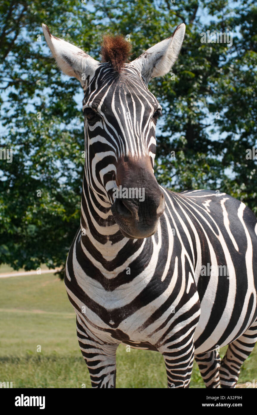 A zebra up close Stock Photo - Alamy
