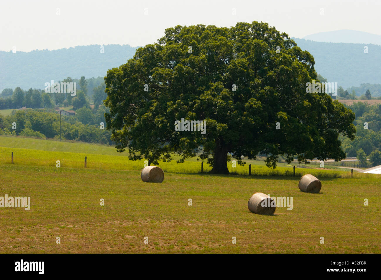 A large tree and haystacks on a rolling hillside farm with mountains in ...