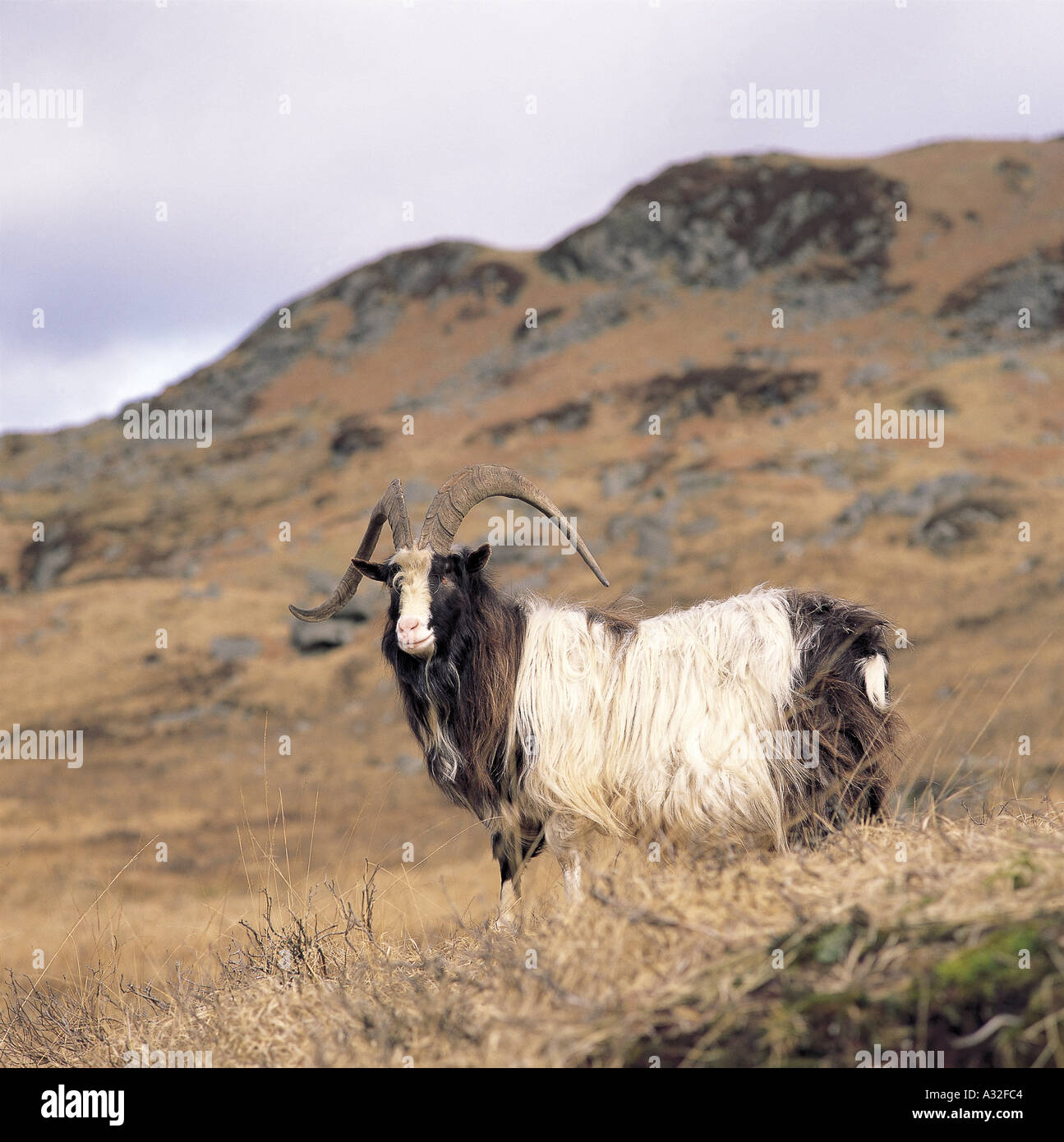 Galloway goat park hi-res stock photography and images - Alamy