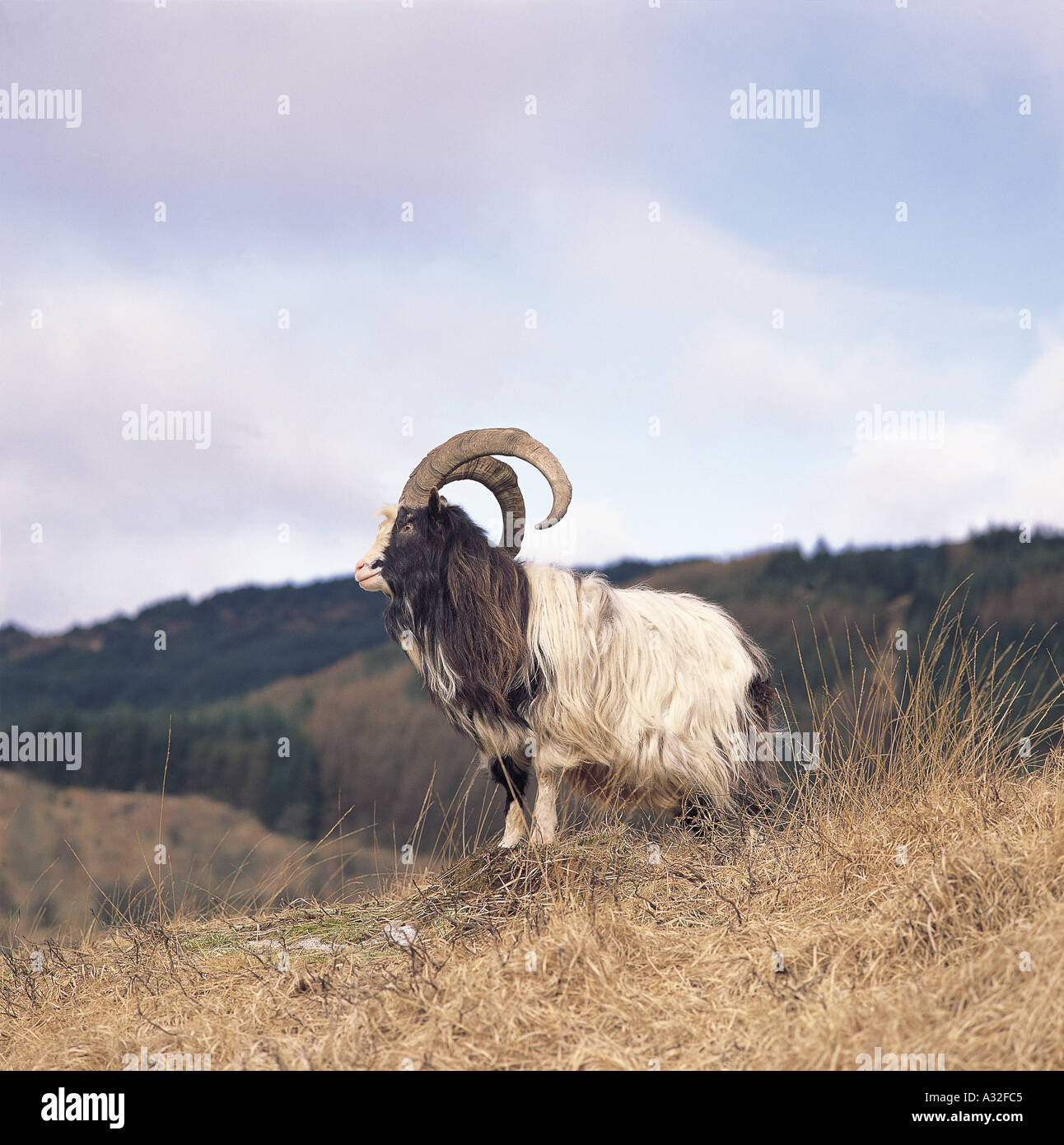 Galloway goat park hi-res stock photography and images - Alamy