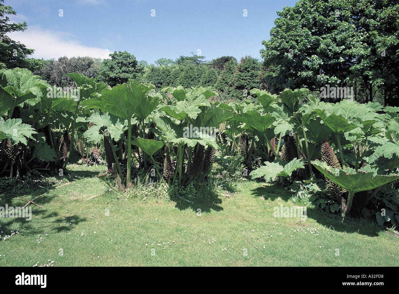 Logan Botanic Garden Stock Photo - Alamy