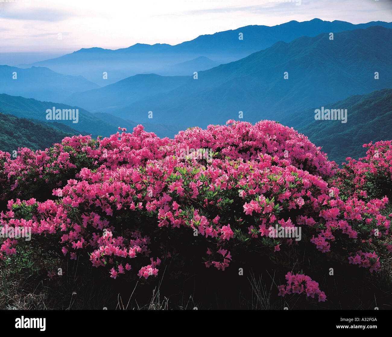 Royal azalea flowers in the Korean mountain Stock Photo - Alamy