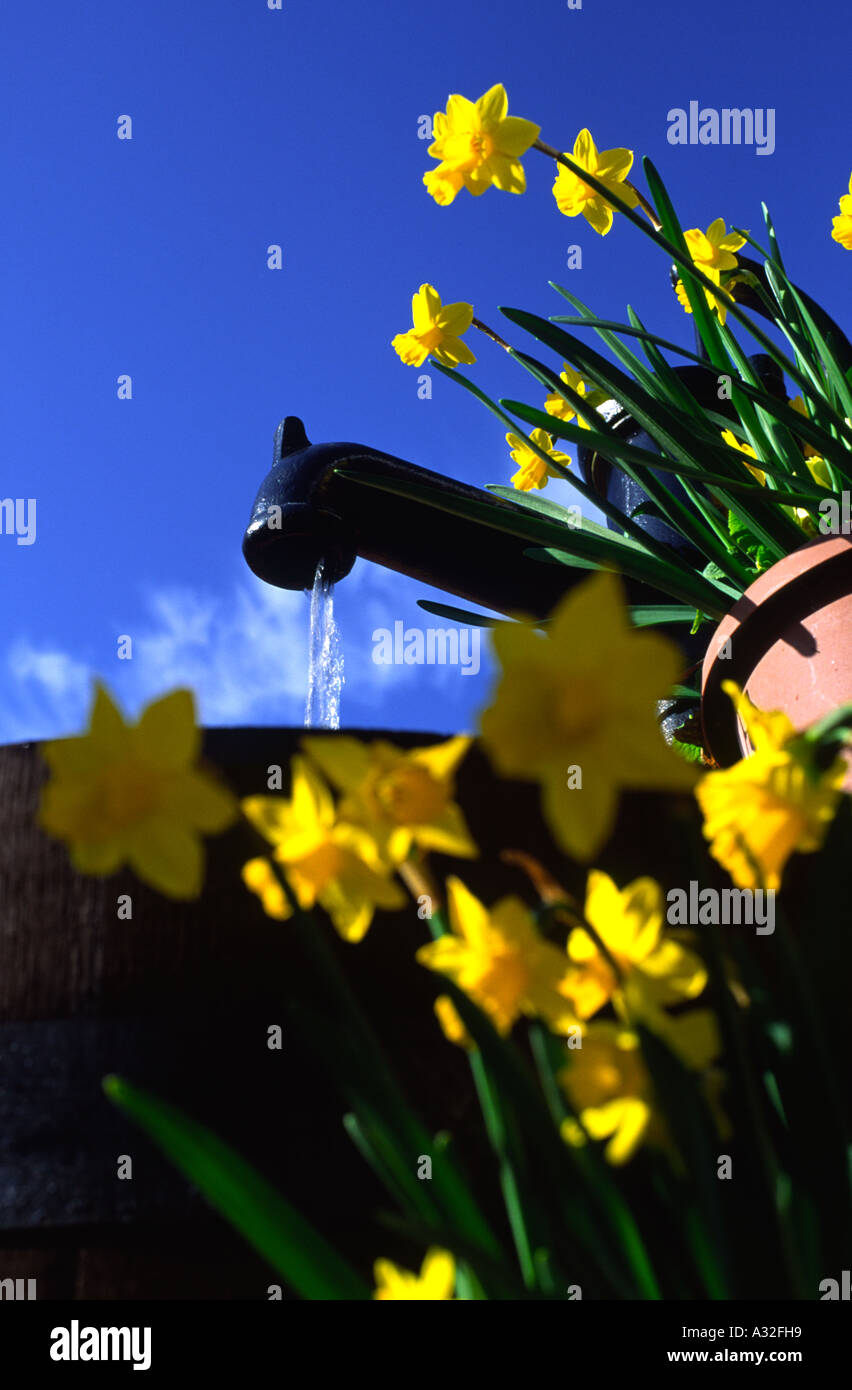 Spring water feature in an English garden Stock Photo - Alamy