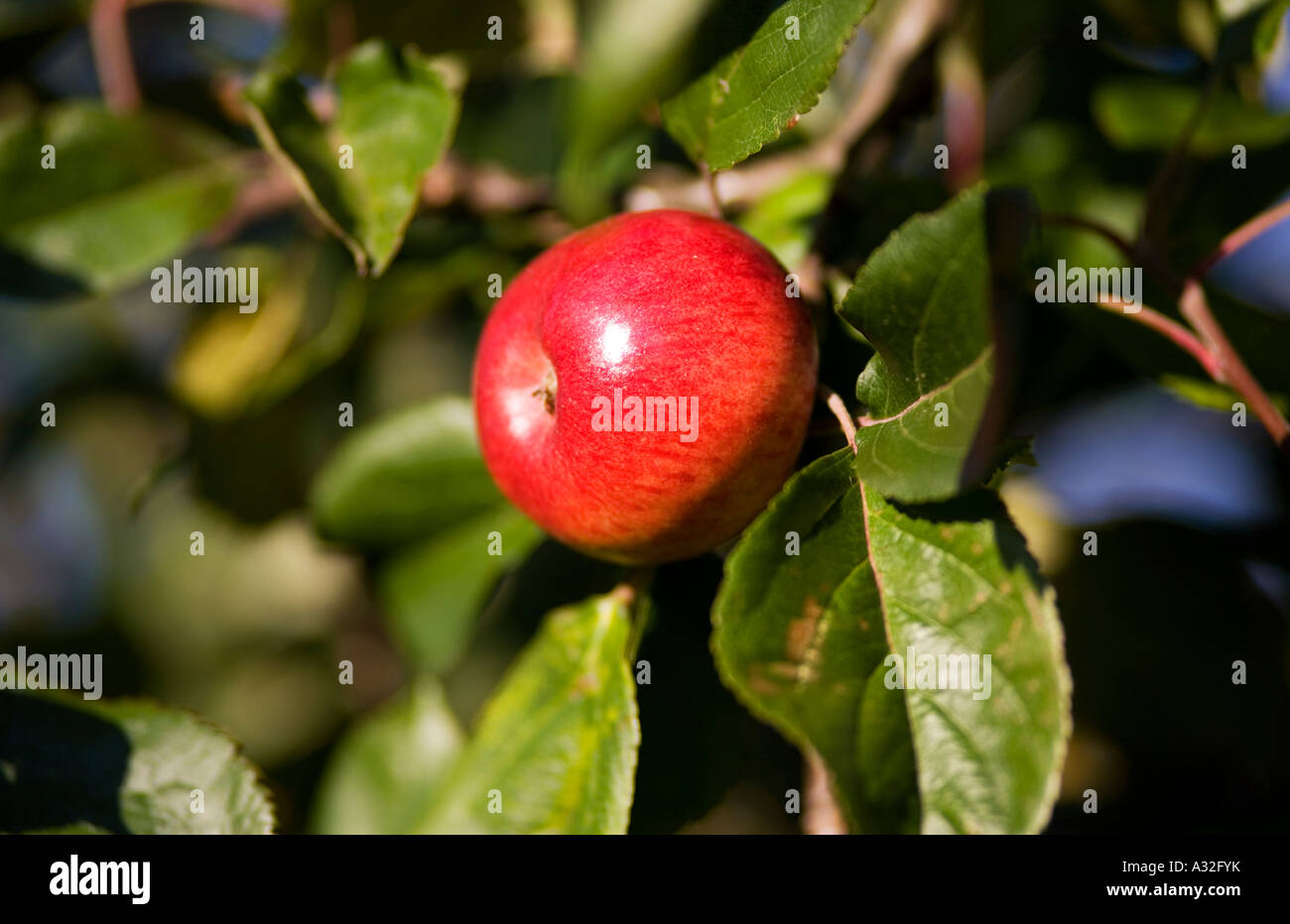 A red apple growing in a commercial orchard for making cider in ...