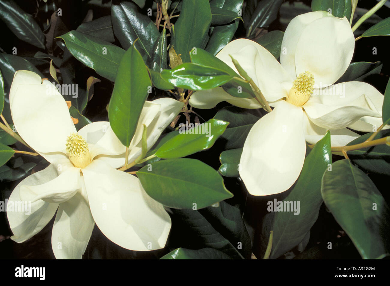 Magnolia flower georgia hi-res stock photography and images - Alamy