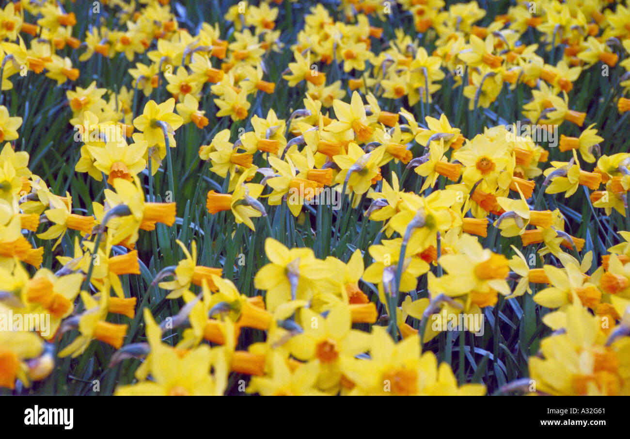 Group cheerful spring daffodils hi-res stock photography and images - Alamy