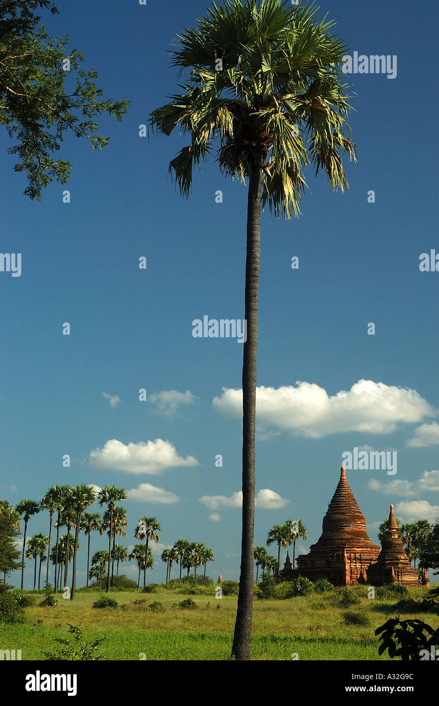 Bagan plain temples palm trees Bagan Burma Myanmar Stock Photo - Alamy
