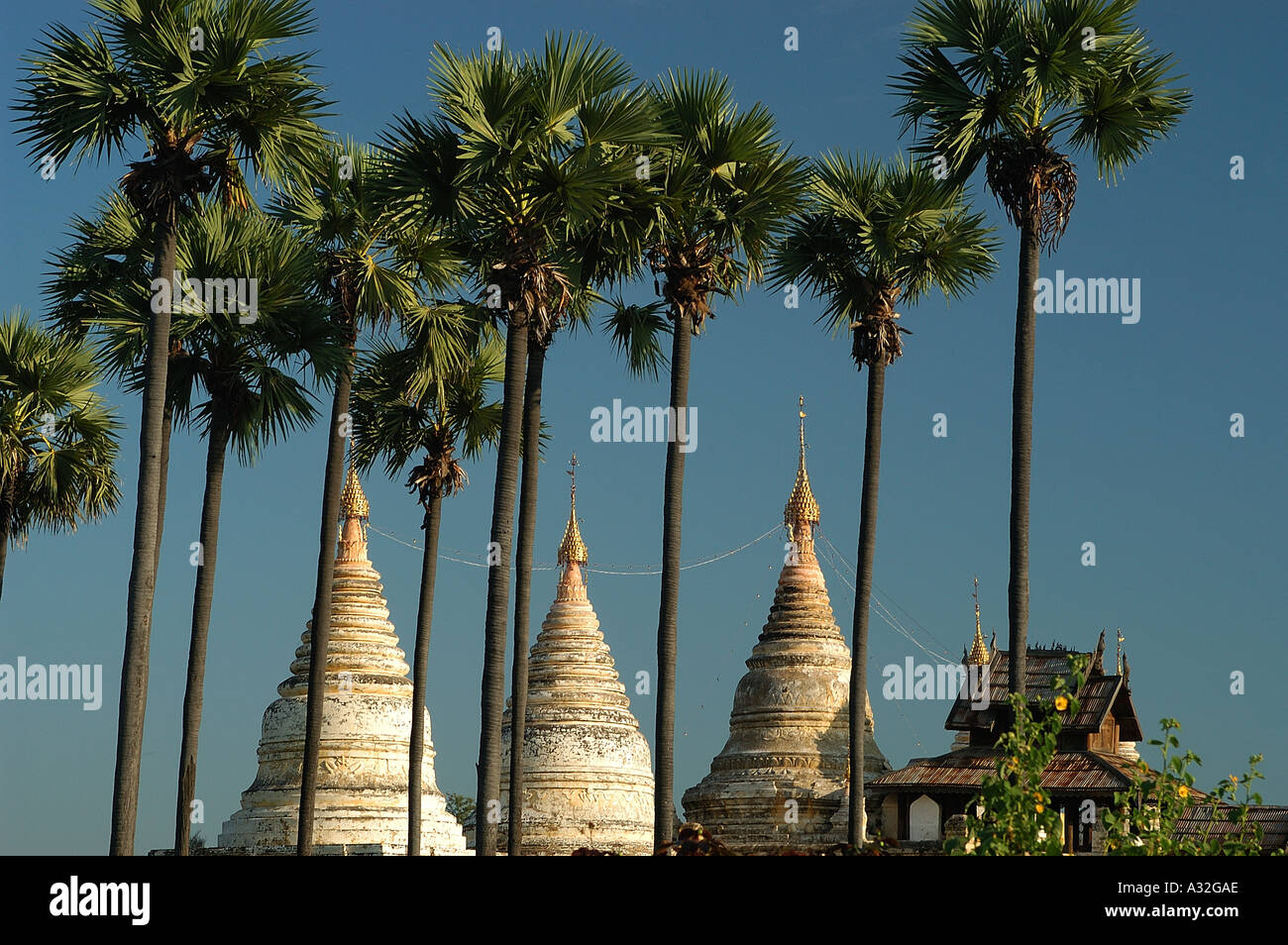 Bagan plain temples palm trees Bagan Burma Myanmar Stock Photo - Alamy