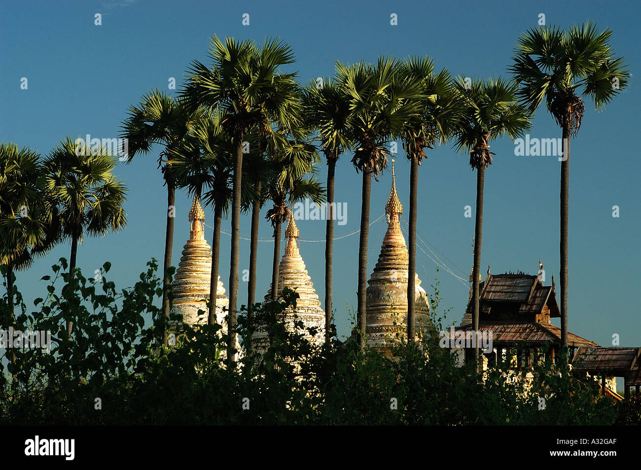 Bagan plain temples palm trees Bagan Burma Myanmar Stock Photo - Alamy