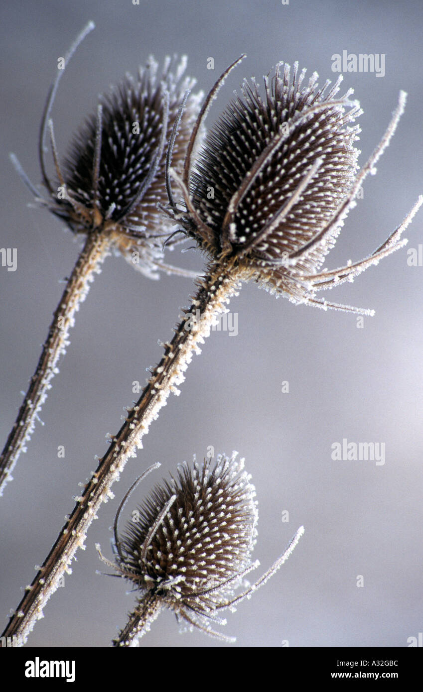 White teasel hi-res stock photography and images - Alamy