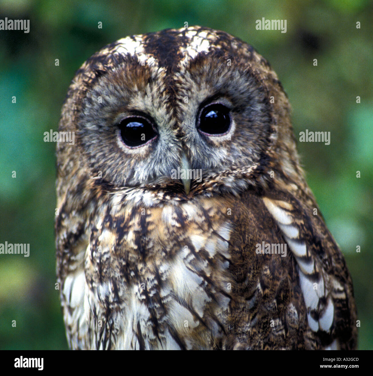 Tawny owl eyes head hi-res stock photography and images - Alamy