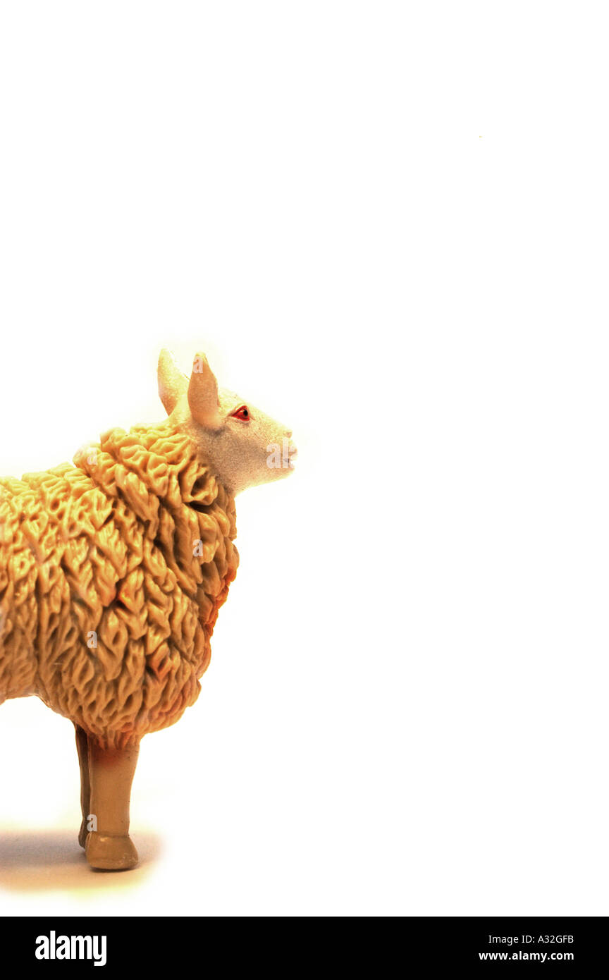 Sheep Rear End on White Background Stock Photo - Alamy