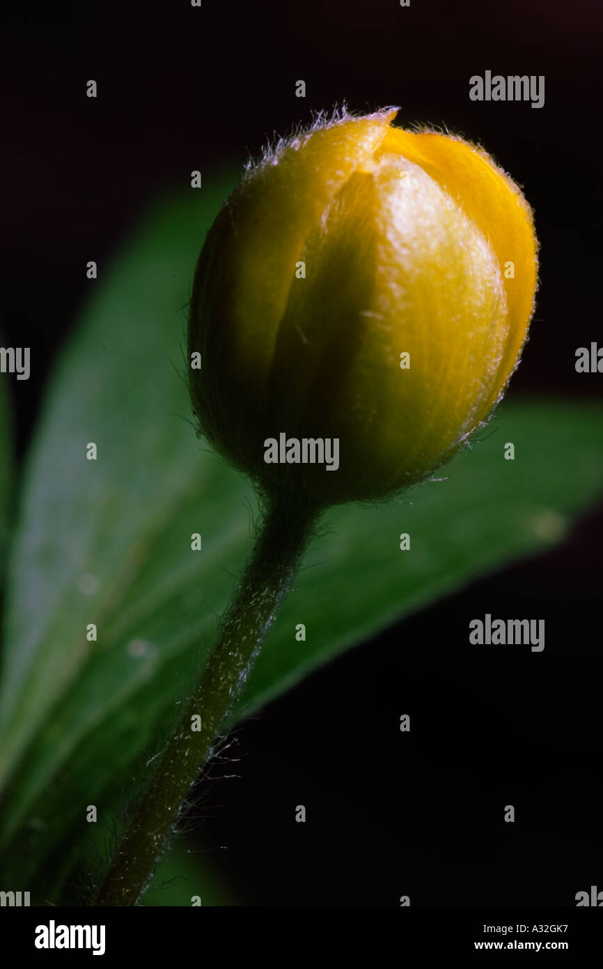yellow flower bud Stock Photo - Alamy