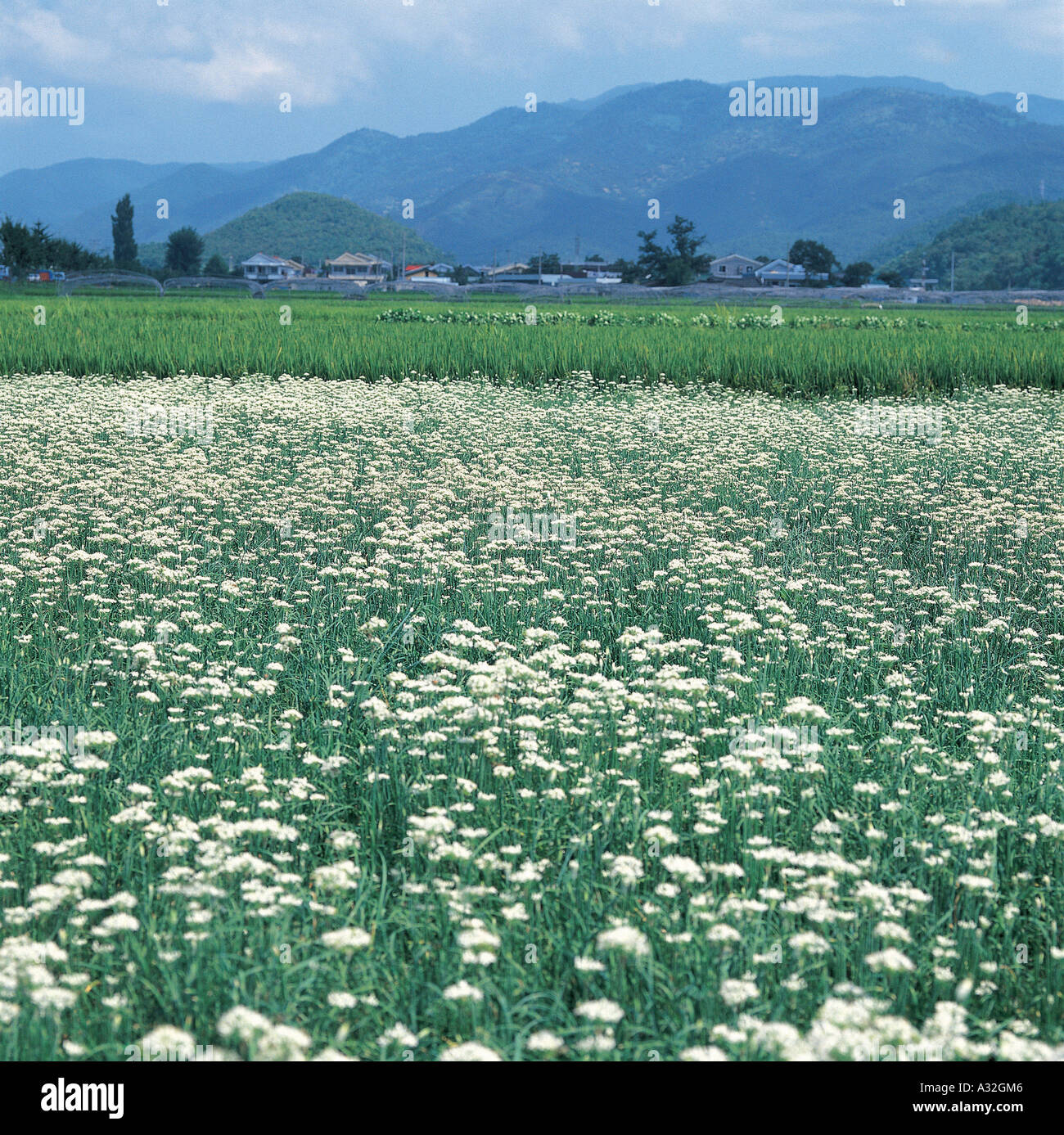 Leek farms hi-res stock photography and images - Alamy