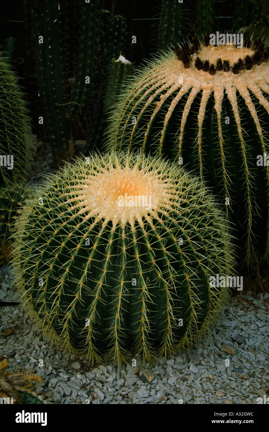 Green cactus thorn sphere hi-res stock photography and images - Alamy