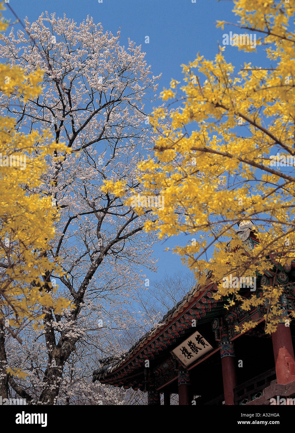 Korean bell flower hi-res stock photography and images - Alamy