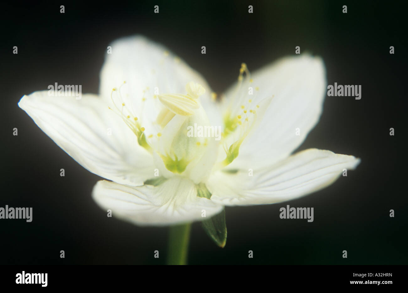 White flower grass of parnassus parnassia palustris hi-res stock ...