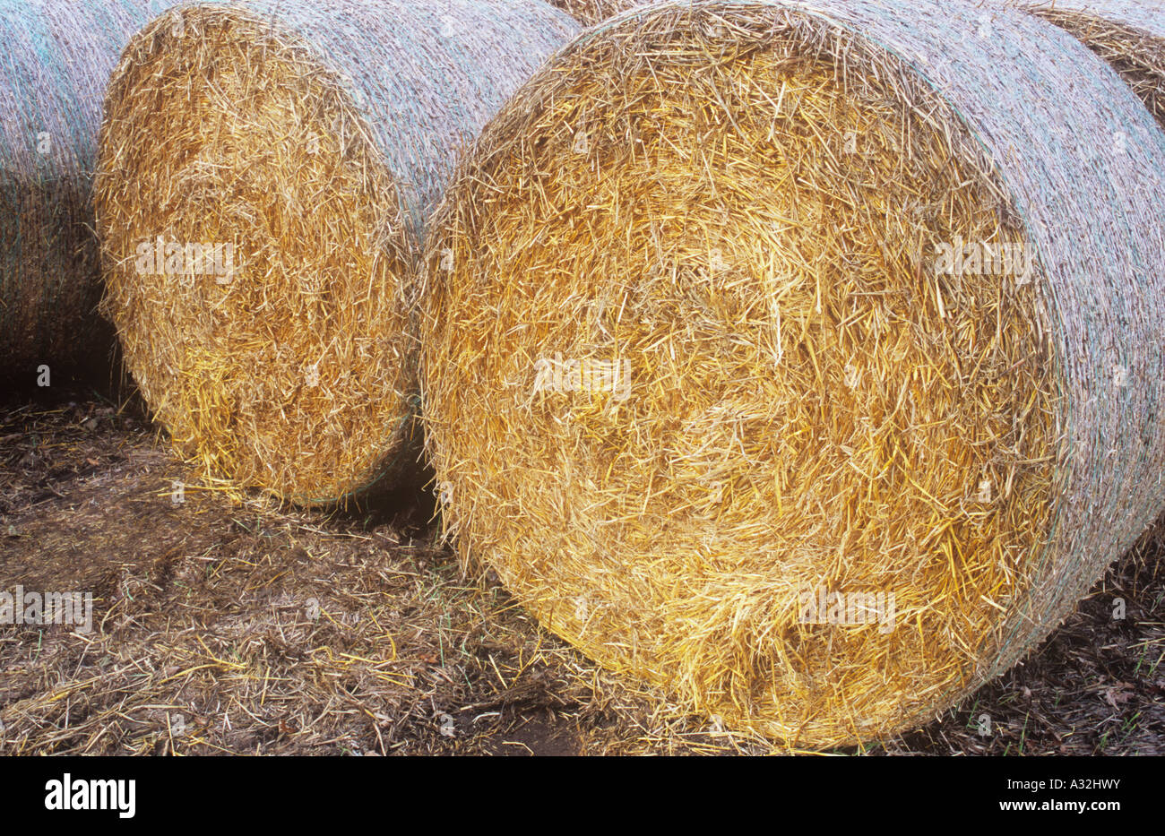 Flat twin cylinders hi-res stock photography and images - Alamy