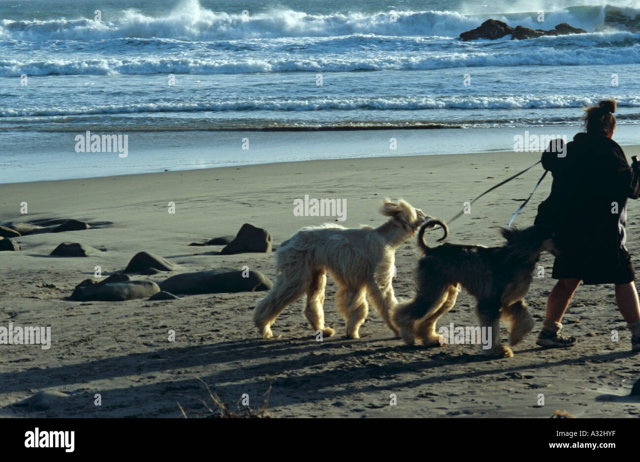 Taking the two dogs for a walk at the beach Stock Photo - Alamy