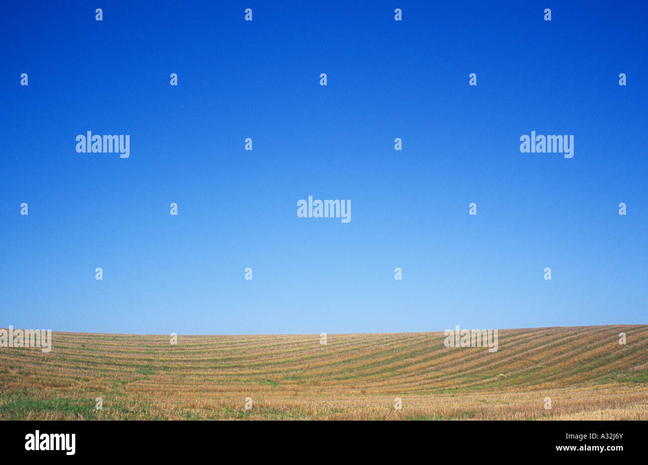 Tripteurospermum hi-res stock photography and images - Alamy