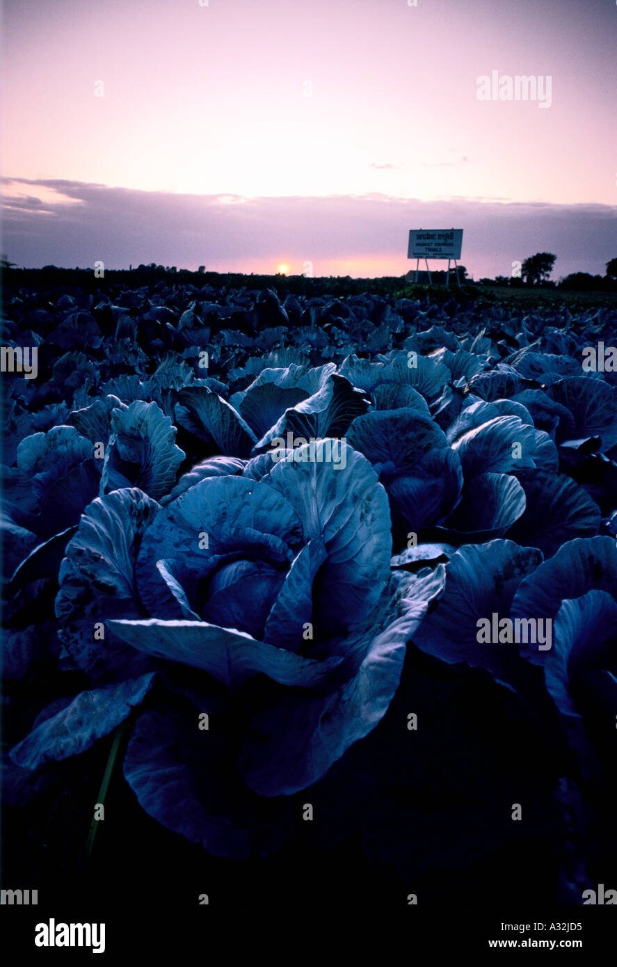 cabbage fields kent 1993 Stock Photo - Alamy