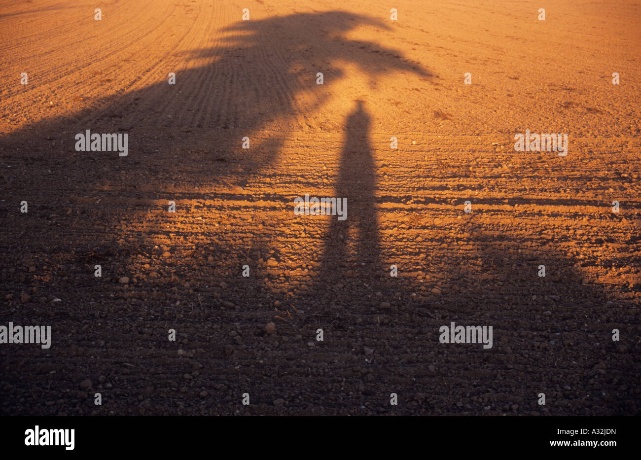 Long shadows of figure and oak tree and verge cast across ploughed and ...