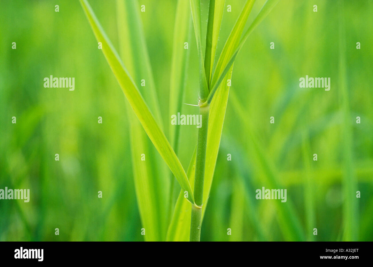 Close up of fresh young pale green stem and leaves of Common reed or ...