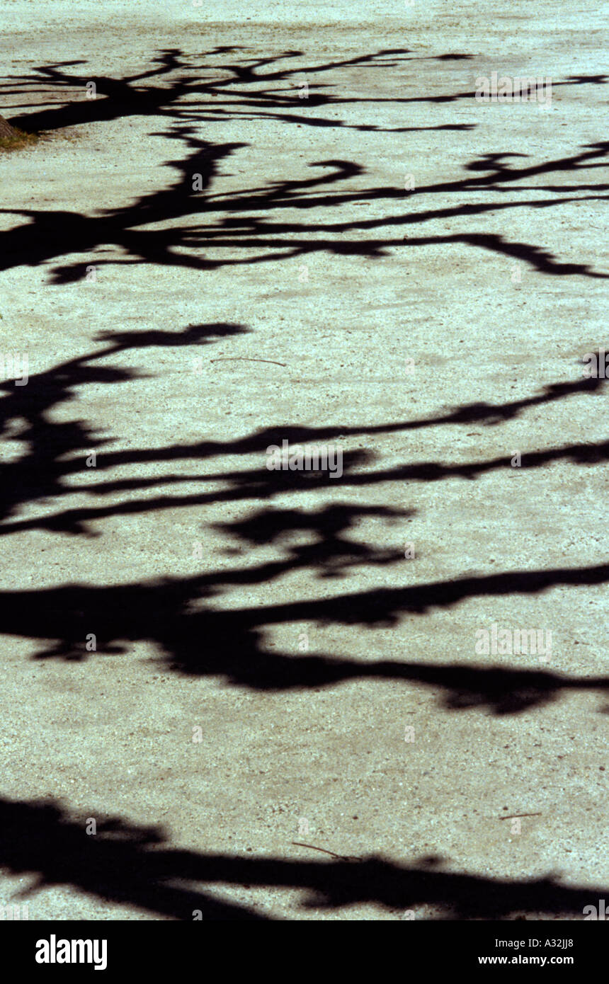 Shadow of a tree Stock Photo - Alamy