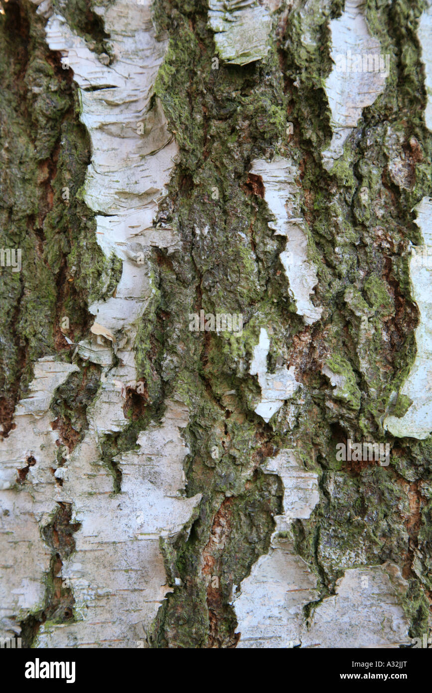 Bark of a birch tree Stock Photo - Alamy