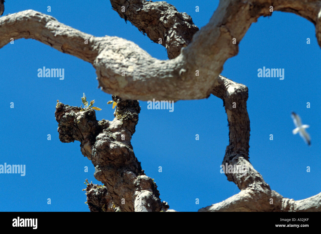 Seagull through a tree Stock Photo - Alamy