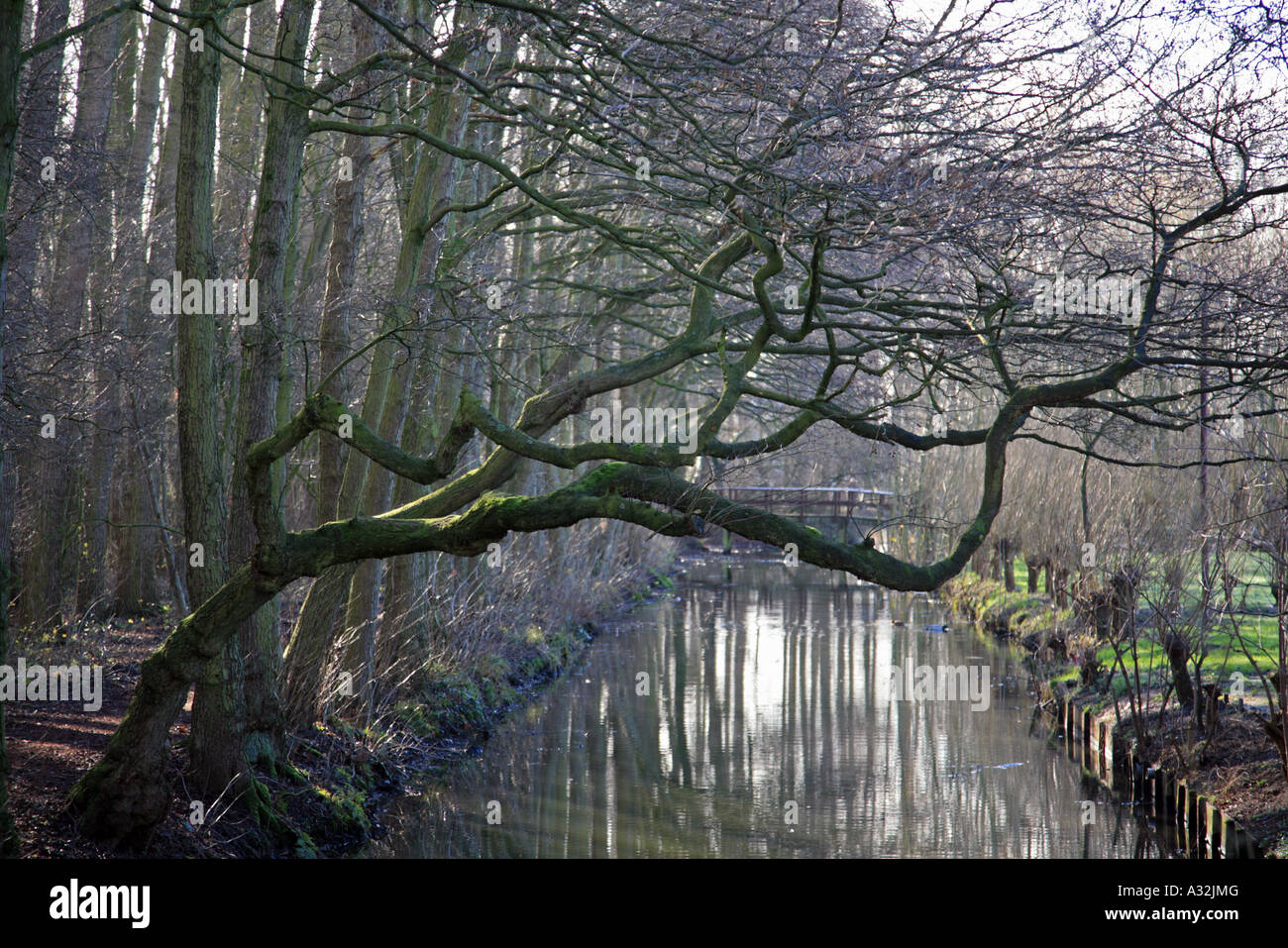 Crooked alder above ditch, Holland Stock Photo - Alamy