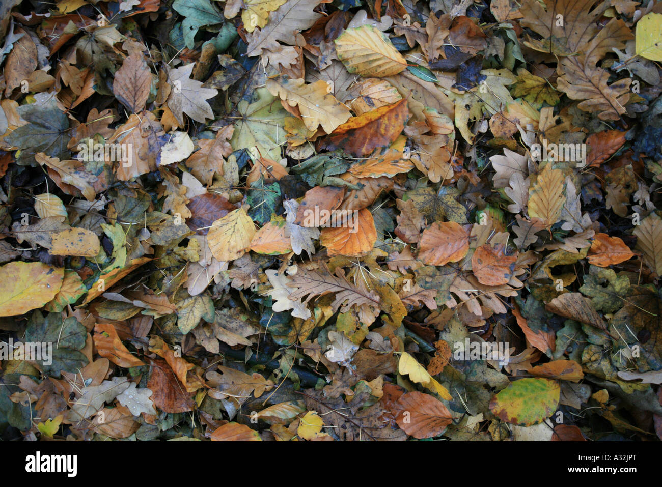 Background of autumn leaves lying on the ground Stock Photo - Alamy