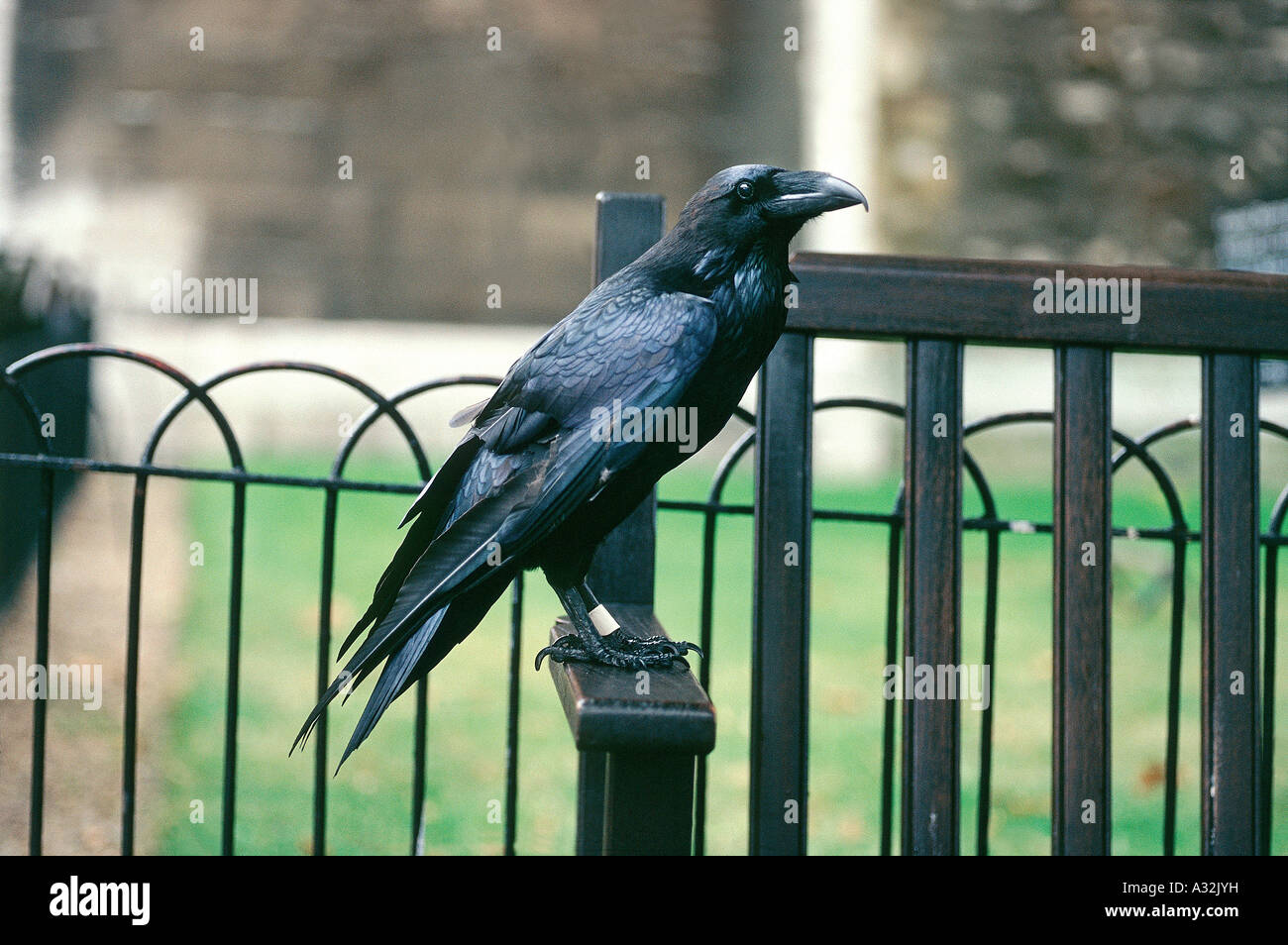 Raven, Tower of London, London, United Kingdom Stock Photo - Alamy