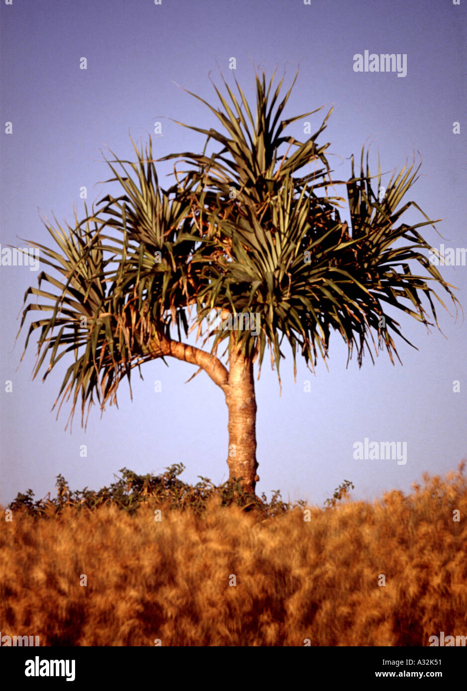 PANDANUS TREE SUBSHINE COAST QUEENSLAND AUSTRALIA Stock Photo - Alamy